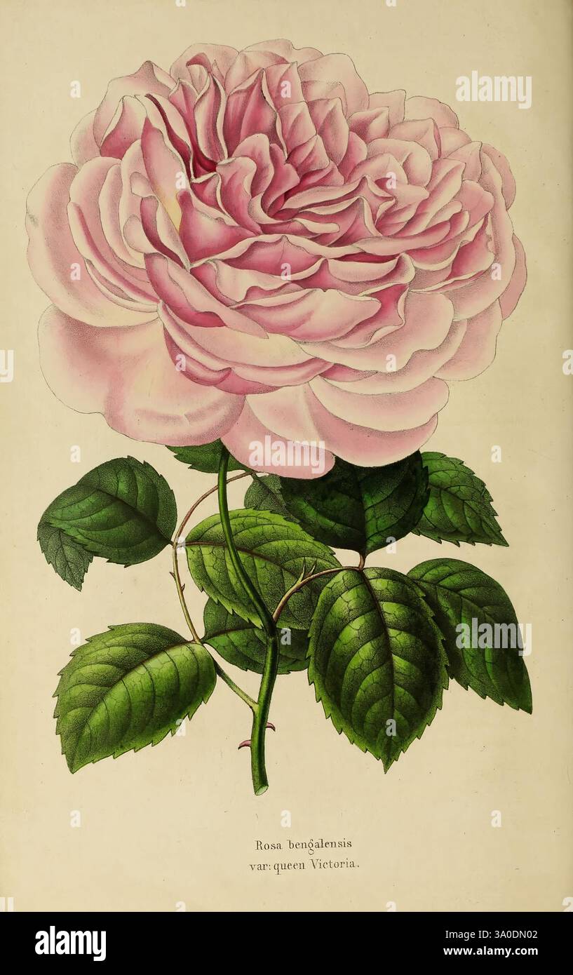 Beautifully illustrated pink rose hi-res stock photography and images ...