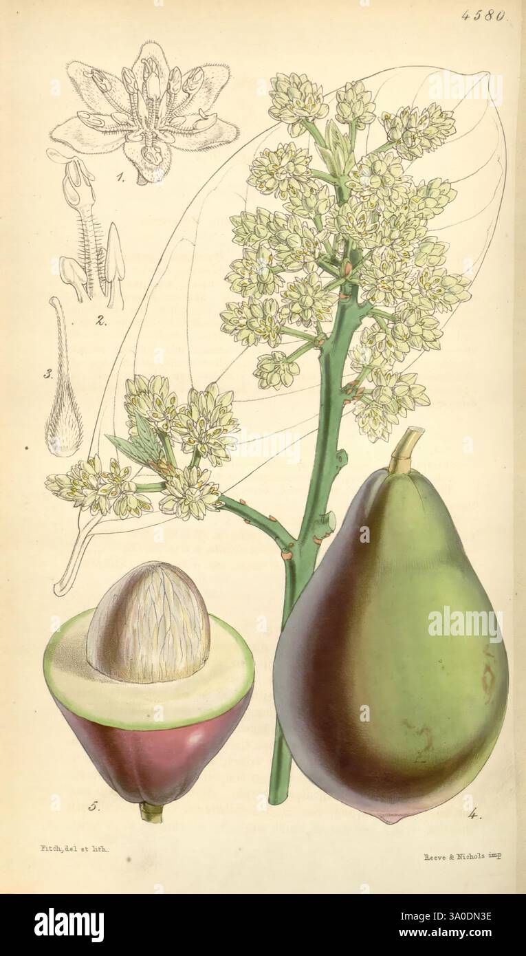 Curtis's Botanical Magazine London New York Botanical Illustration ...