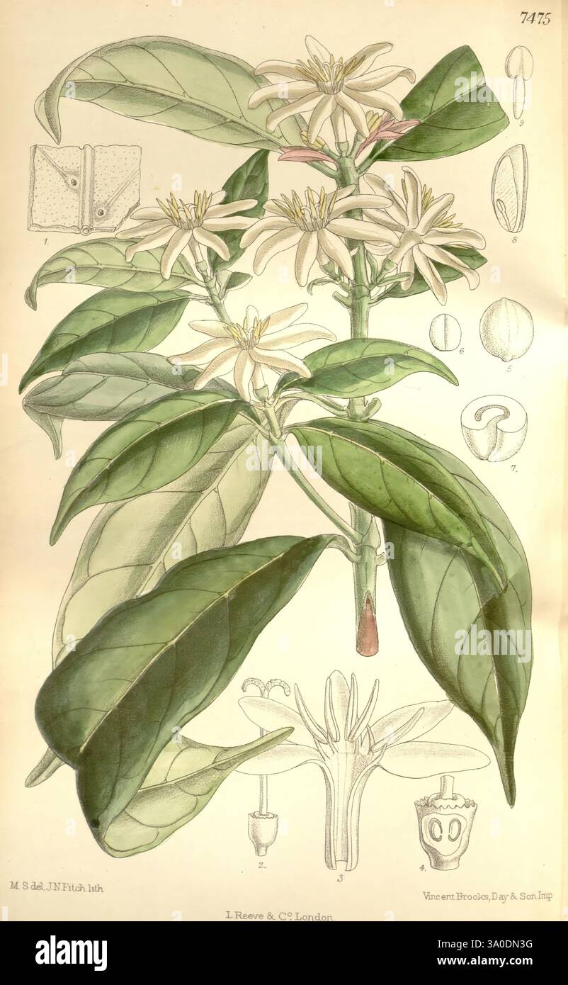 Curtis's Botanical Magazine London New York Botanical Illustration ...