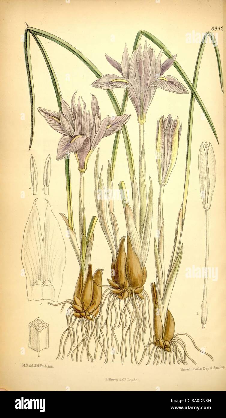 Curtis's Botanical Magazine London New York Botanical Illustration ...