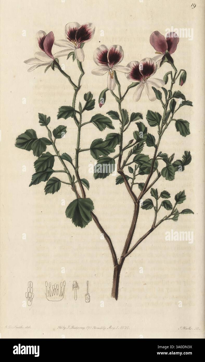 Geraniaceae, London, Printed for James Ridgway, Piccadilly, 1820-1830 ...