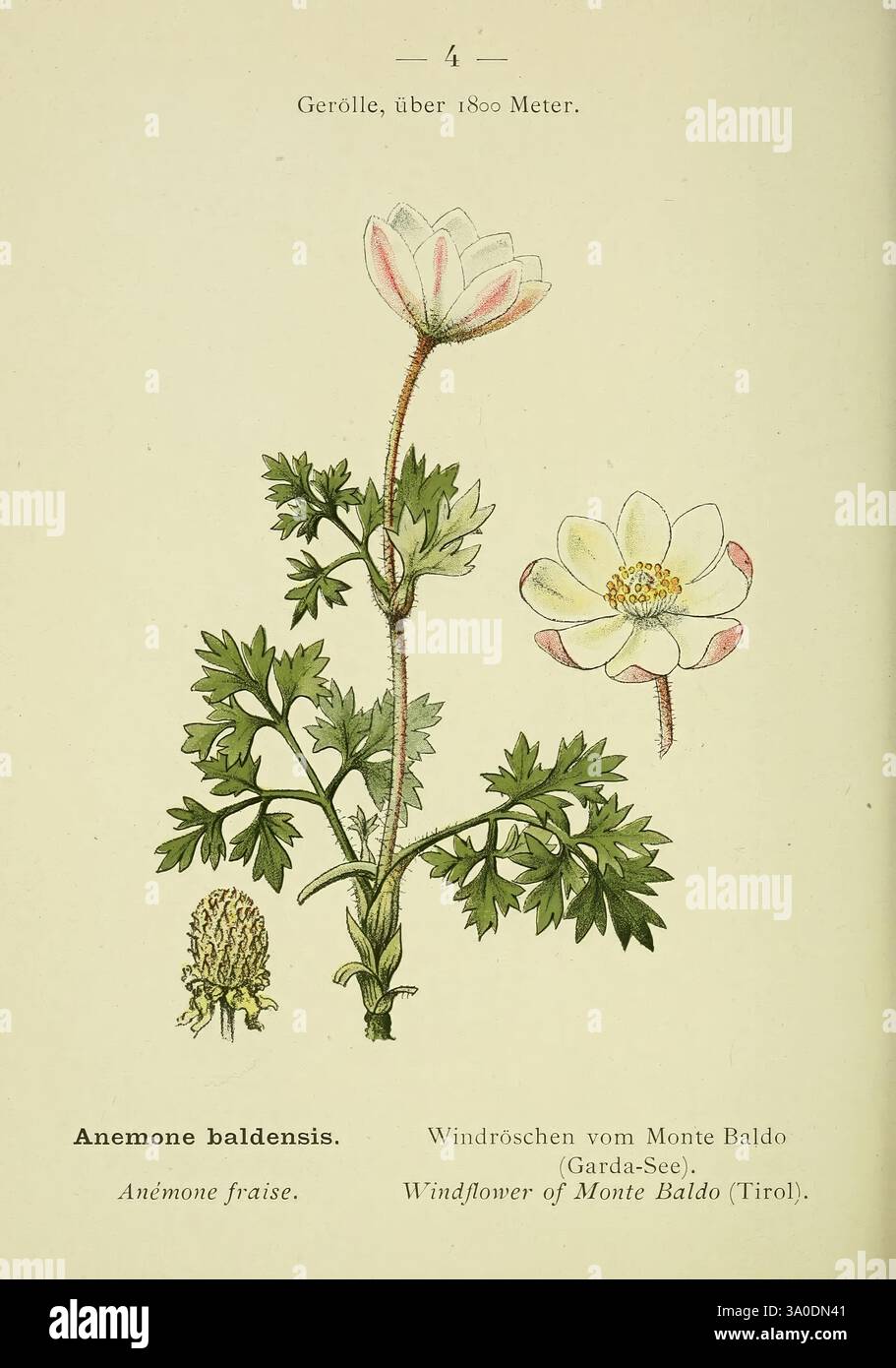 Windflower of monte baldo hi-res stock photography and images - Alamy