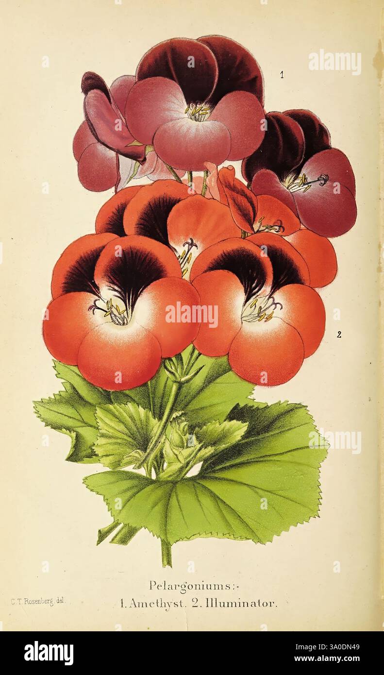 Vibrant display of pelargoniums hi-res stock photography and images - Alamy