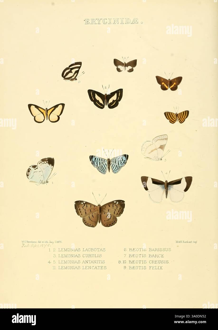 Intricacy of butterfly anatomy hi-res stock photography and images - Alamy