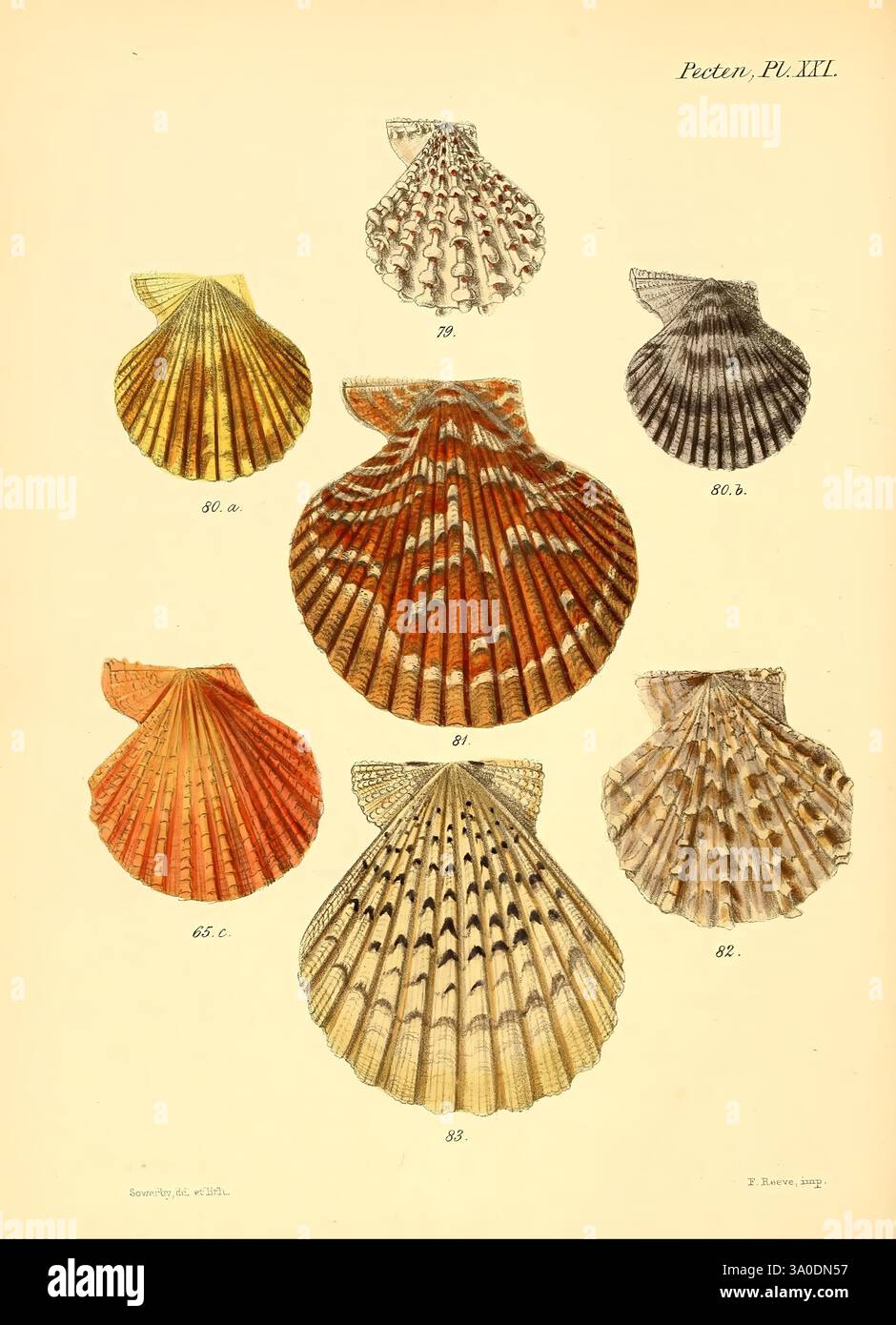 Ridges characteristic of various scallop species hi-res stock ...