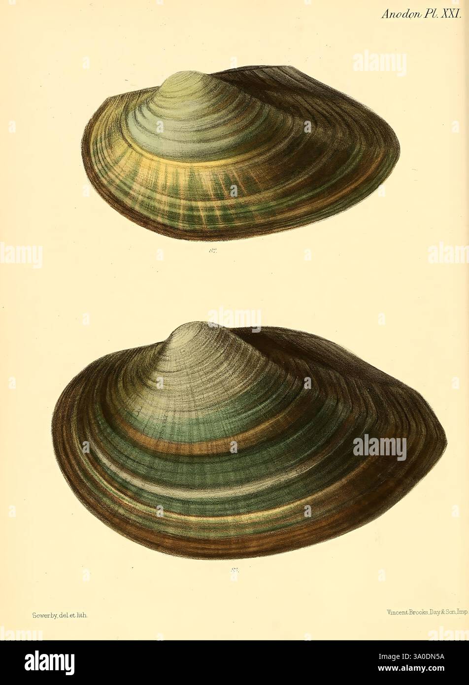 Detailed illustration showcases two distinct bivalve shells hi-res ...