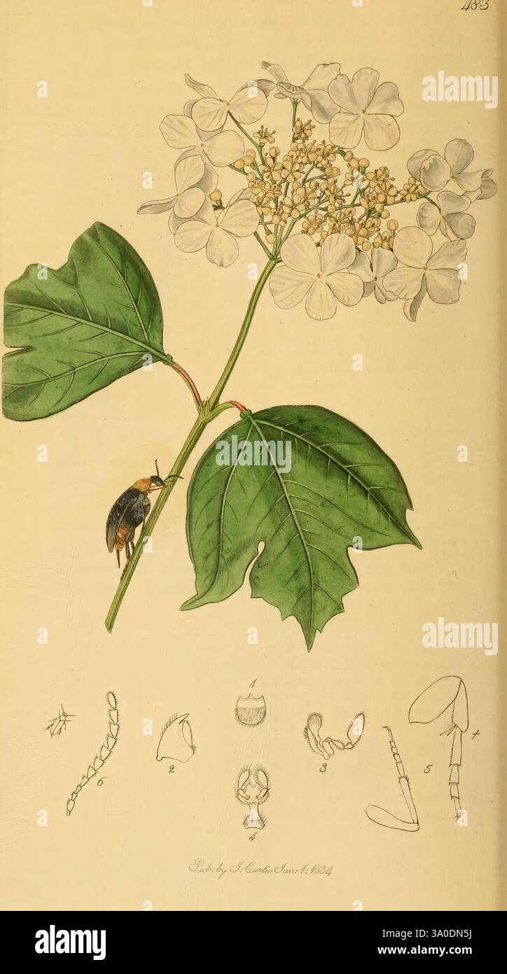 British entomology v.2 London, Printed for the author 1823-40. Botany ...