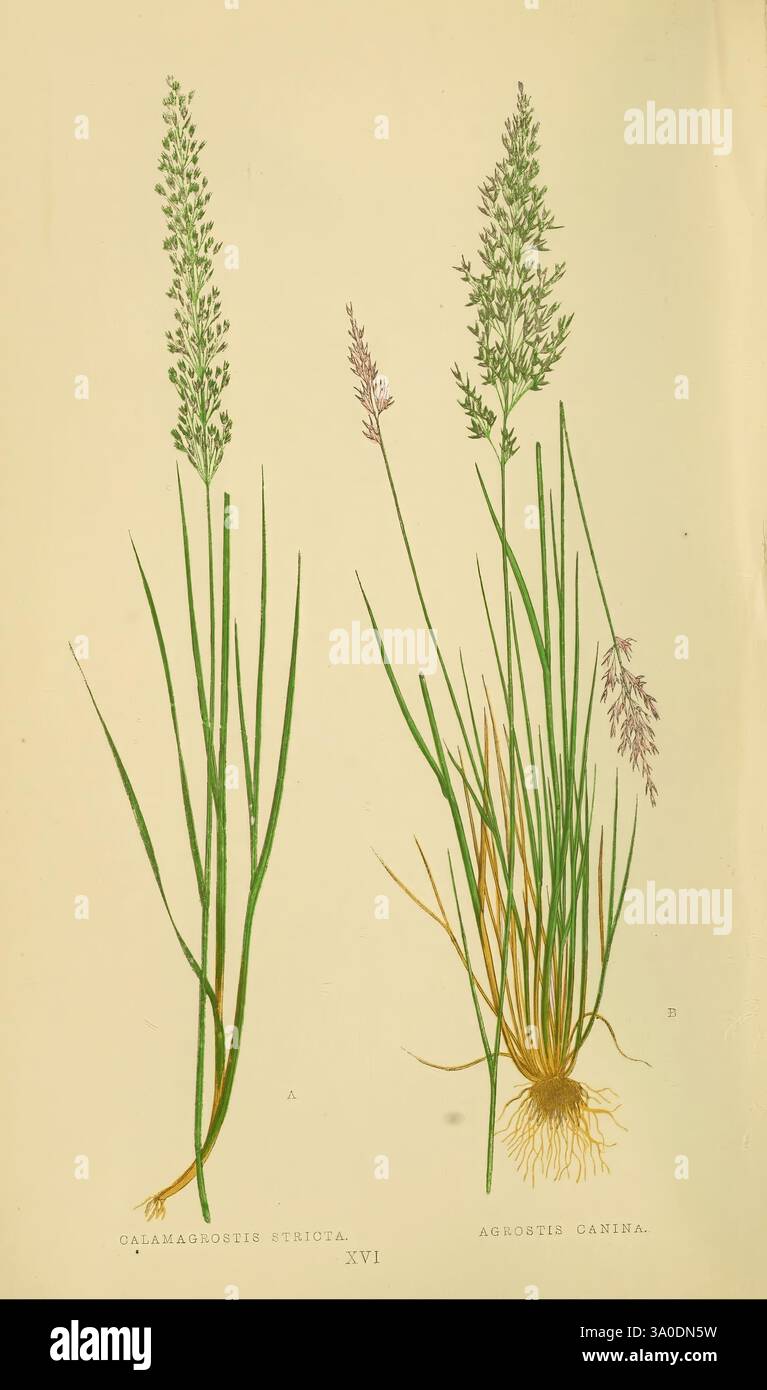 A natural history of British grasses, London, Groombridge, 1858, Great ...