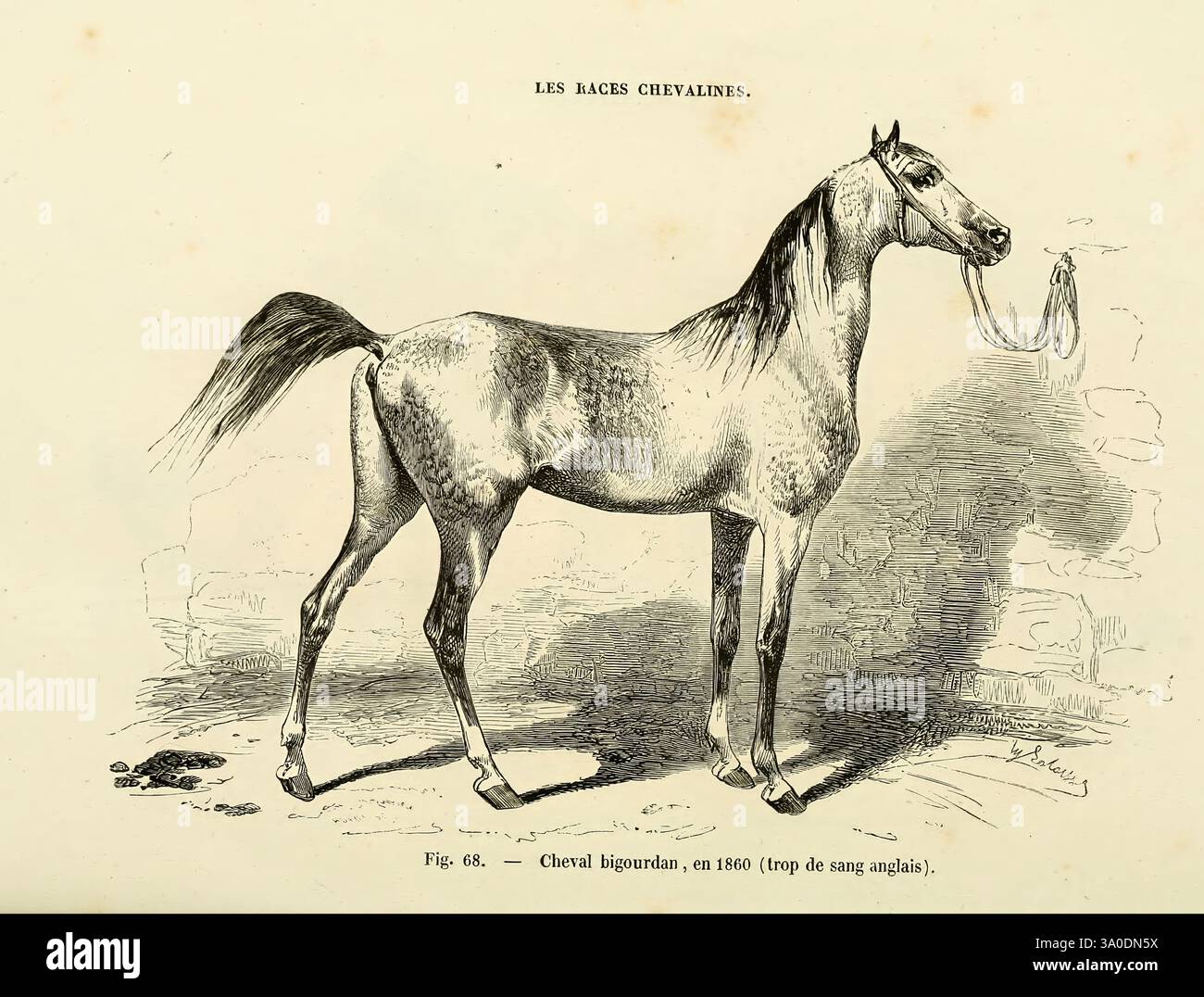 Significance in equine history hi-res stock photography and images - Alamy
