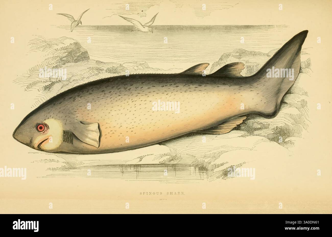 Spiny shark showcases hi-res stock photography and images - Alamy