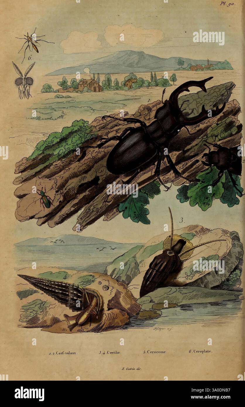 Delicate depictions of insects hi-res stock photography and images - Alamy