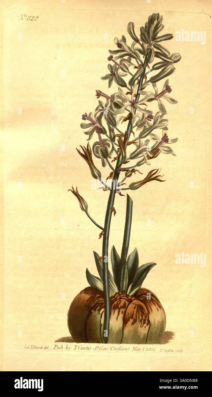 Curtis's Botanical Magazine London New York Botany Periodicals ...