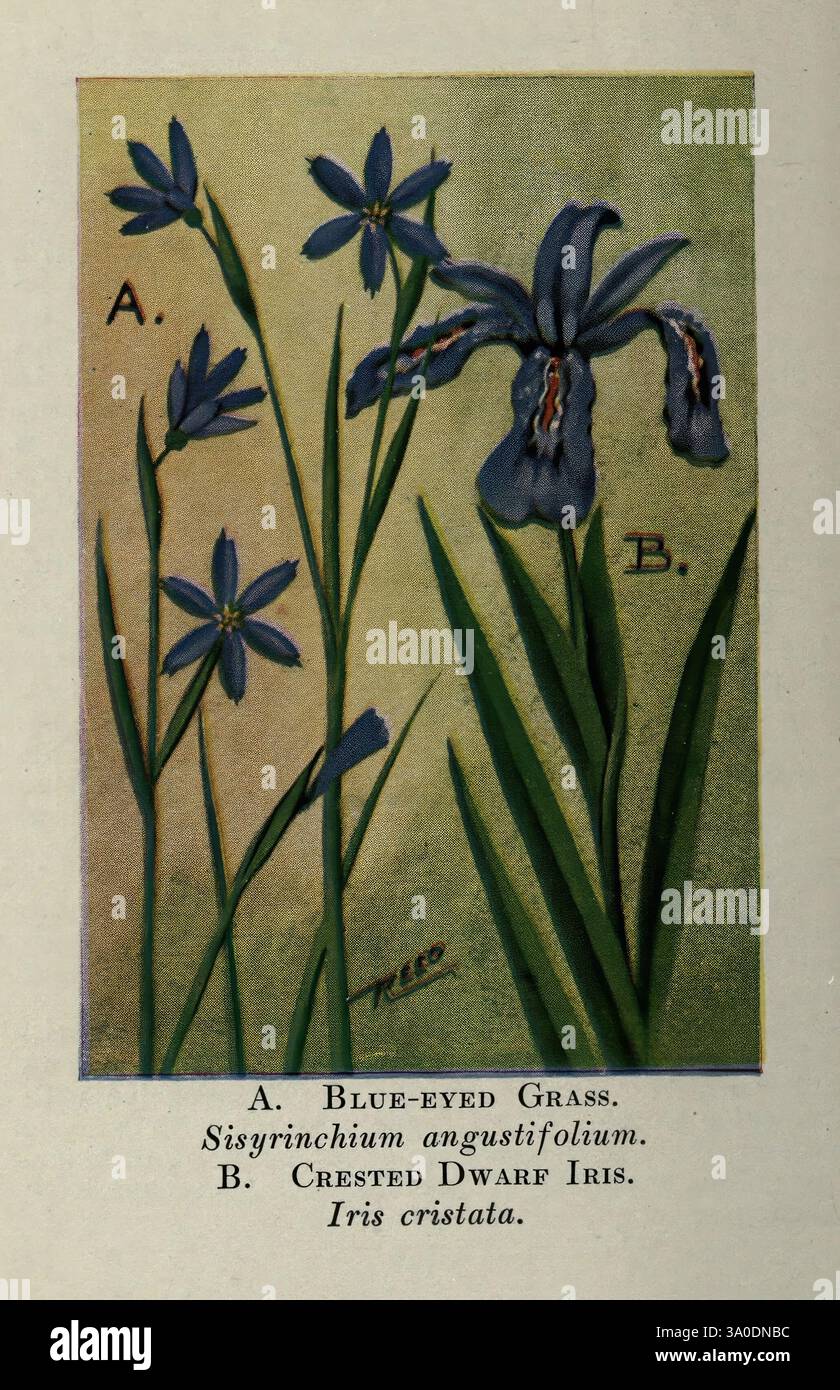 Wild flowers east of the Rockies, New York,1910, United States ...