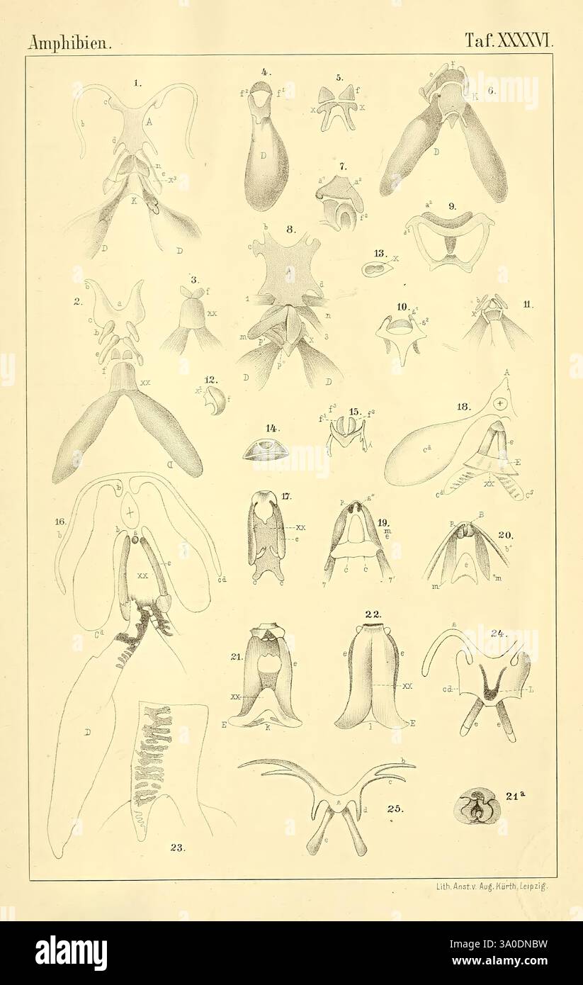 Various specimens of amphibians hi-res stock photography and images - Alamy