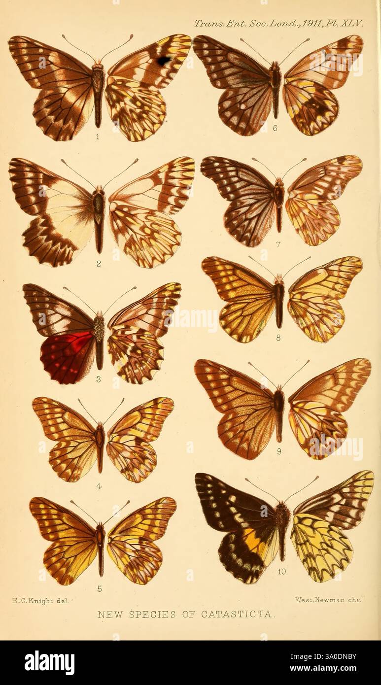 Beauty of butterfly morphology hi-res stock photography and images - Alamy