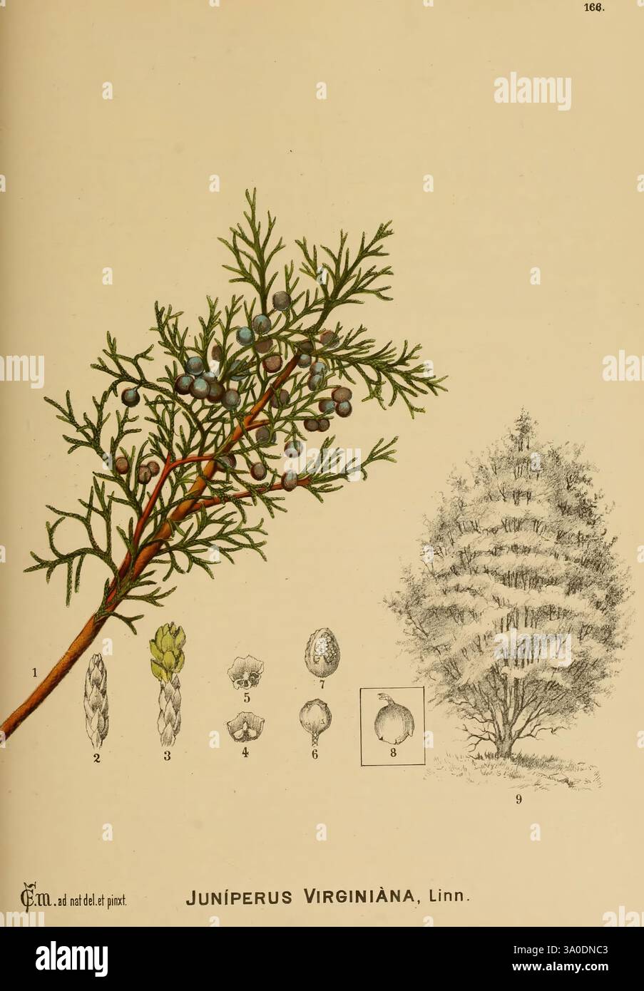 American, medicinal, plants, New York, Boericke & Tafel, c1887, botany ...