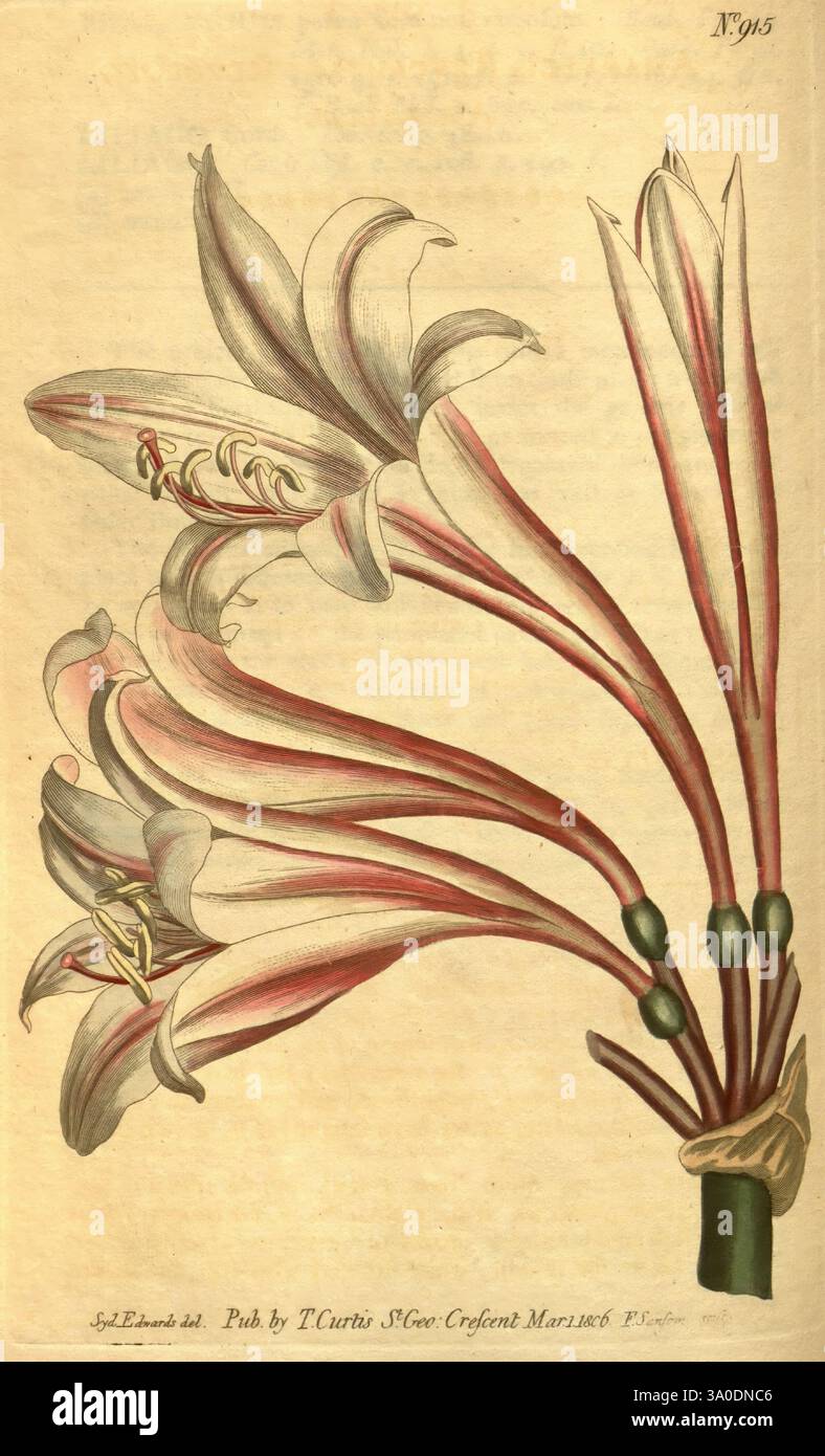 Slender petals displaying hi-res stock photography and images - Alamy