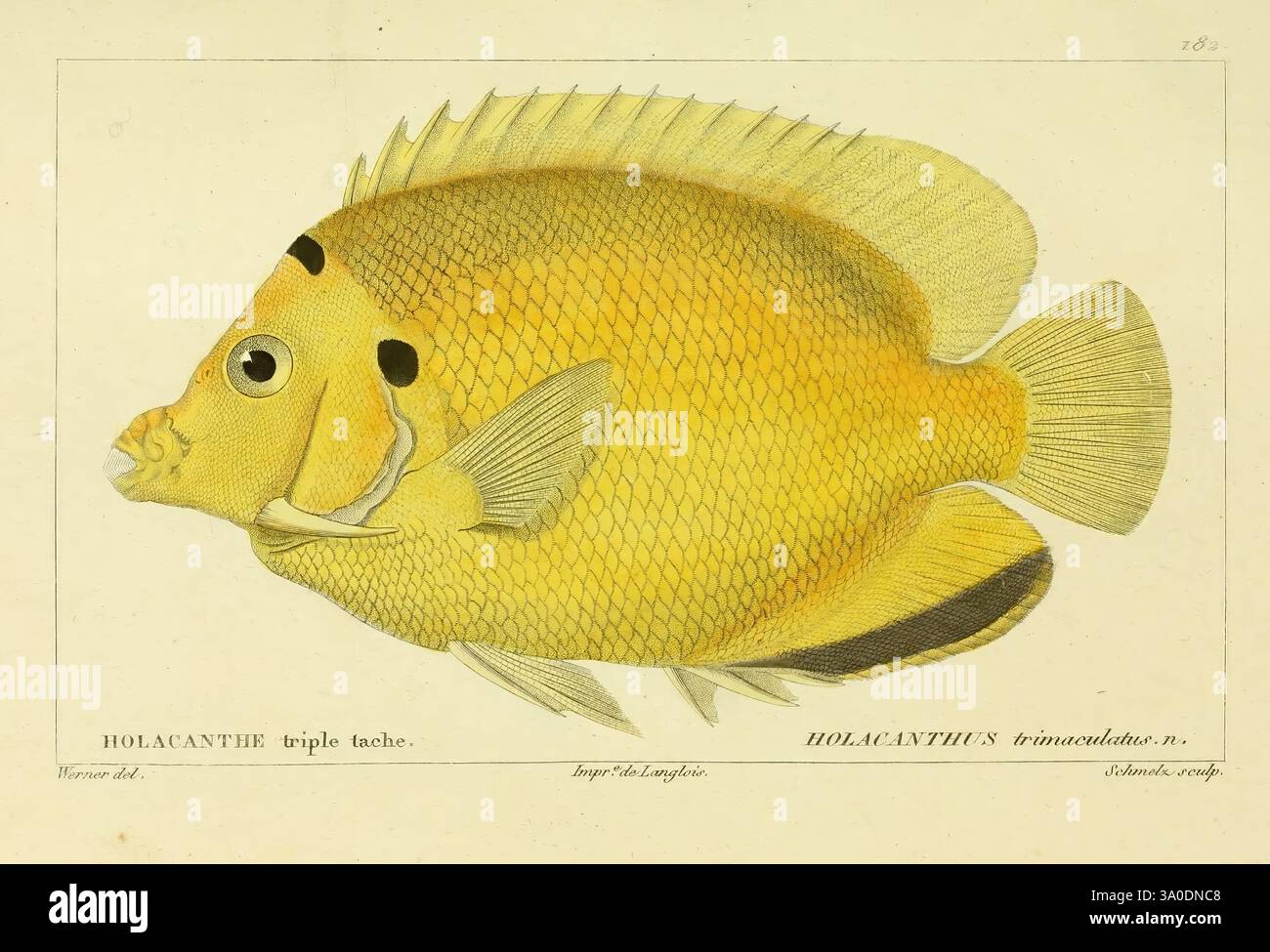 Histoire naturelle des poissons, Paris, Chez F. G. Levrault, 1828-1849 ...