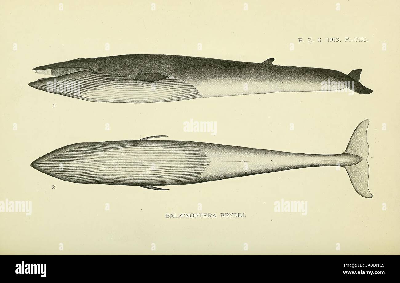 Whales morphology hi-res stock photography and images - Alamy