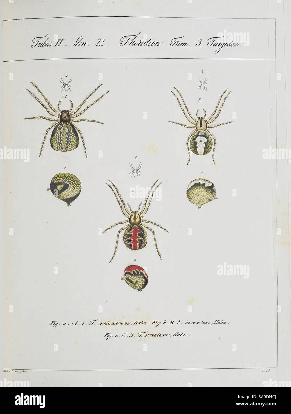 Four individual spiders hi-res stock photography and images - Alamy