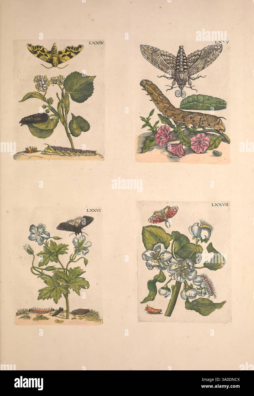 De Europischen insecten, Tot Amsterdam, By J.F. Bernard, 1730, botany ...