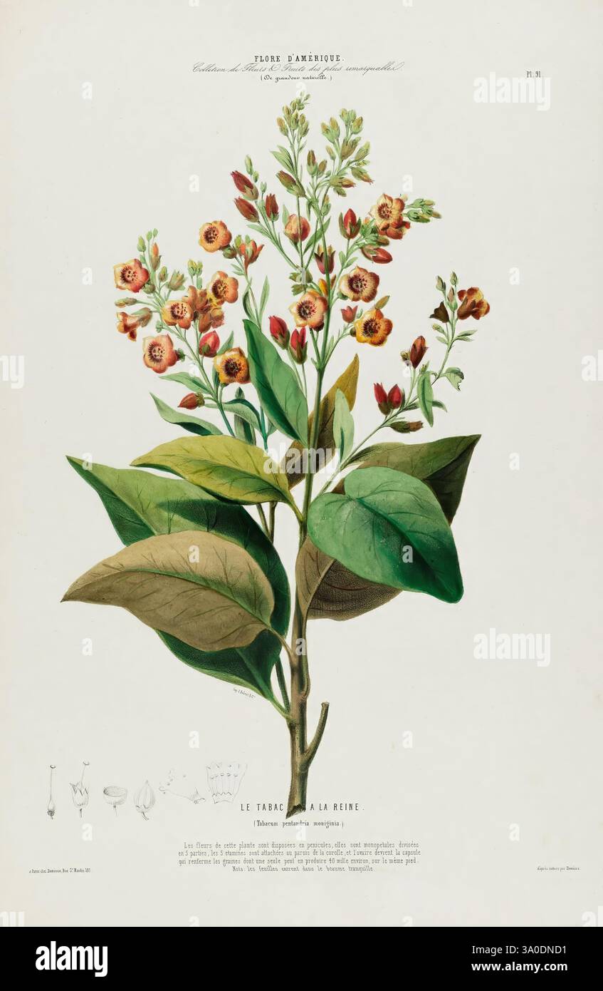 Subtle line drawings of related botanical structures hi-res stock ...