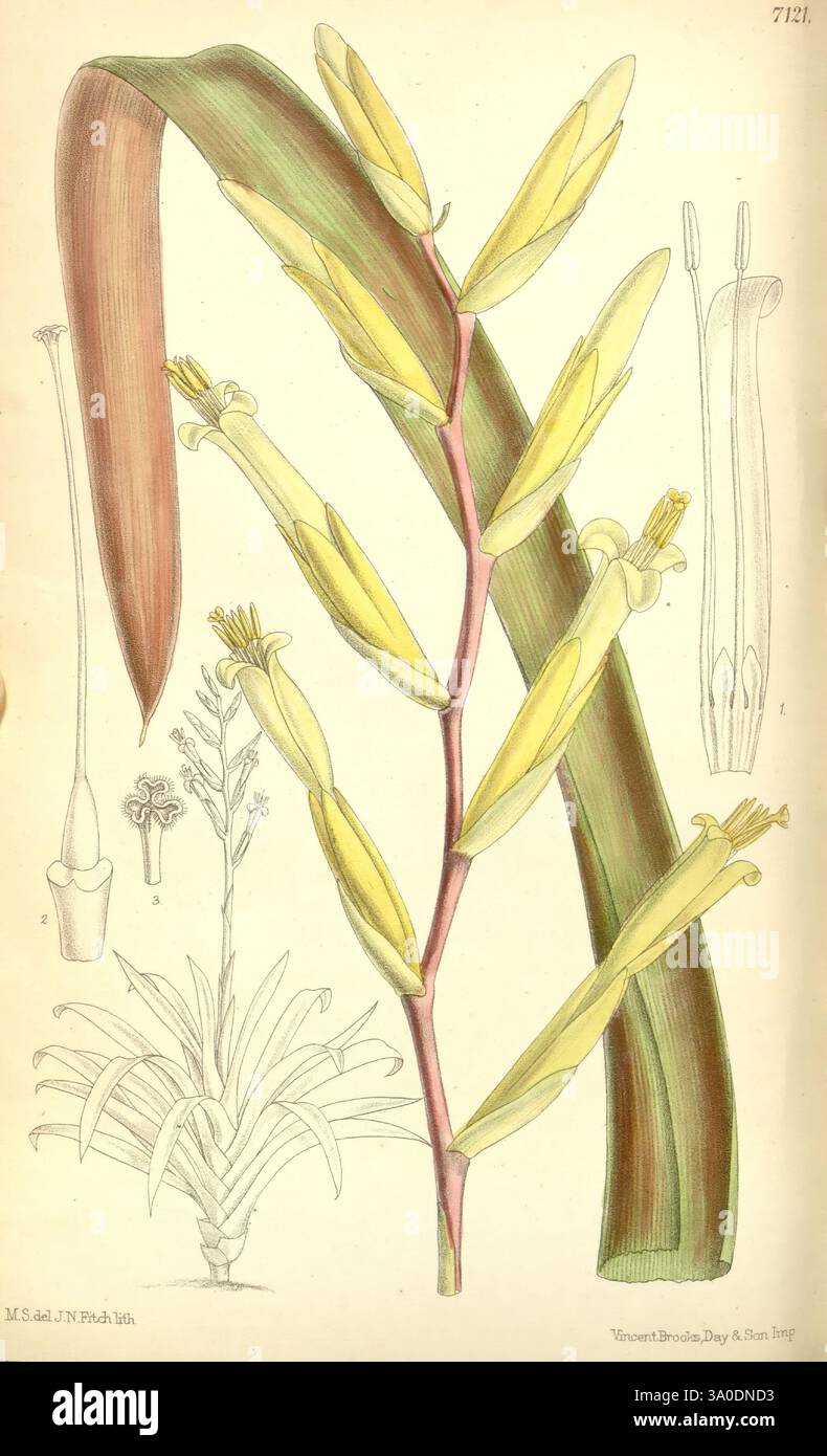 Curtis's Botanical Magazine London New York Botanical Illustration ...