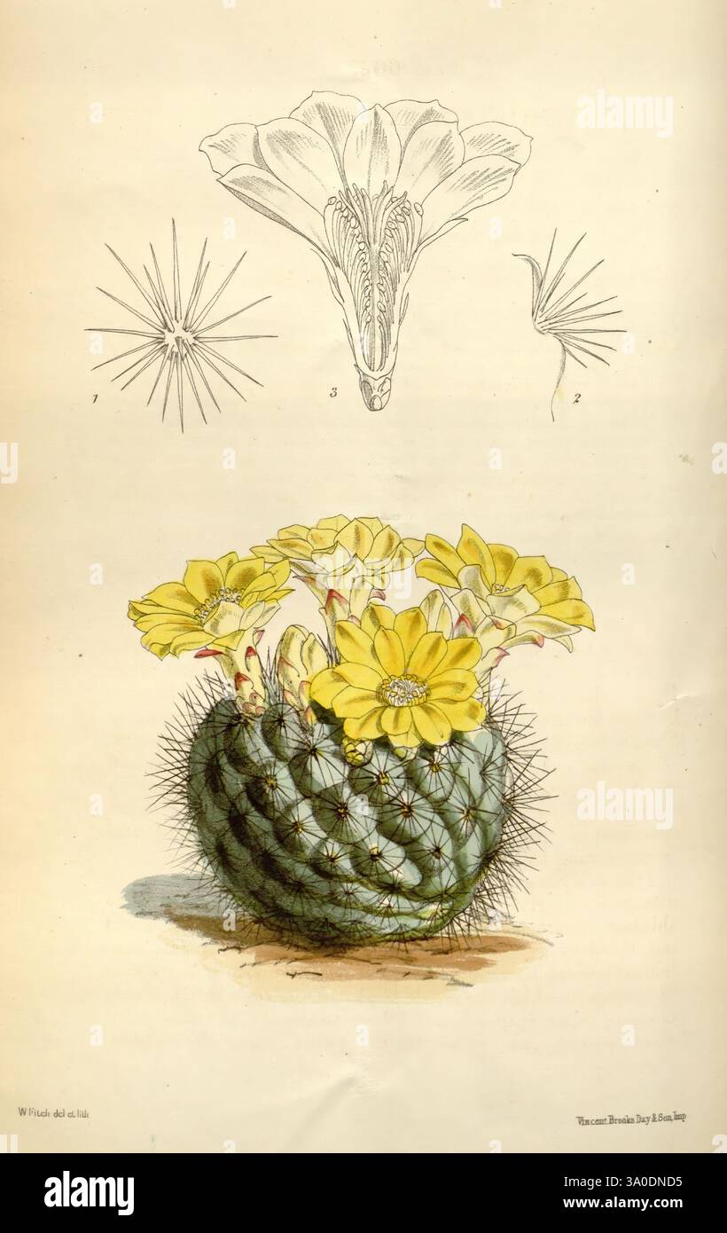 Curtis's Botanical Magazine London, New York Botanical Illustration ...