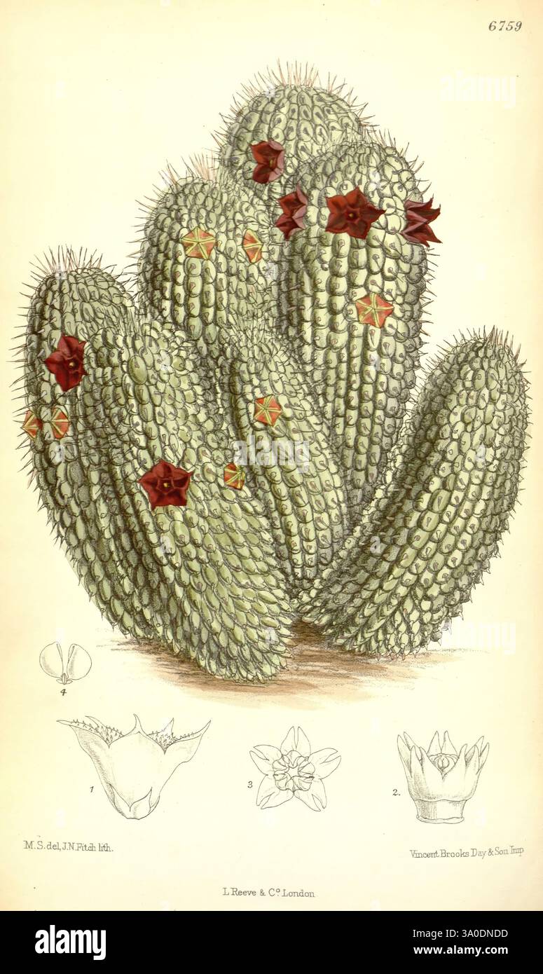 Curtis's Botanical Magazine London New York Botanical Illustration ...