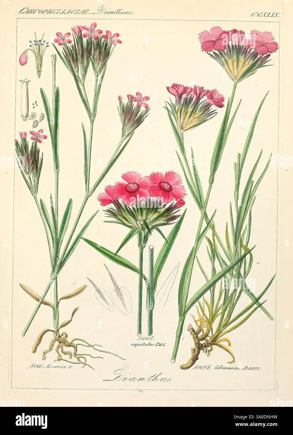 Various species of dianthus hi-res stock photography and images - Alamy