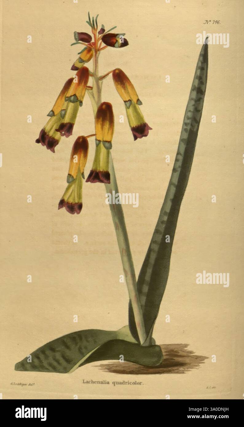 Faint label beneath hi-res stock photography and images - Alamy