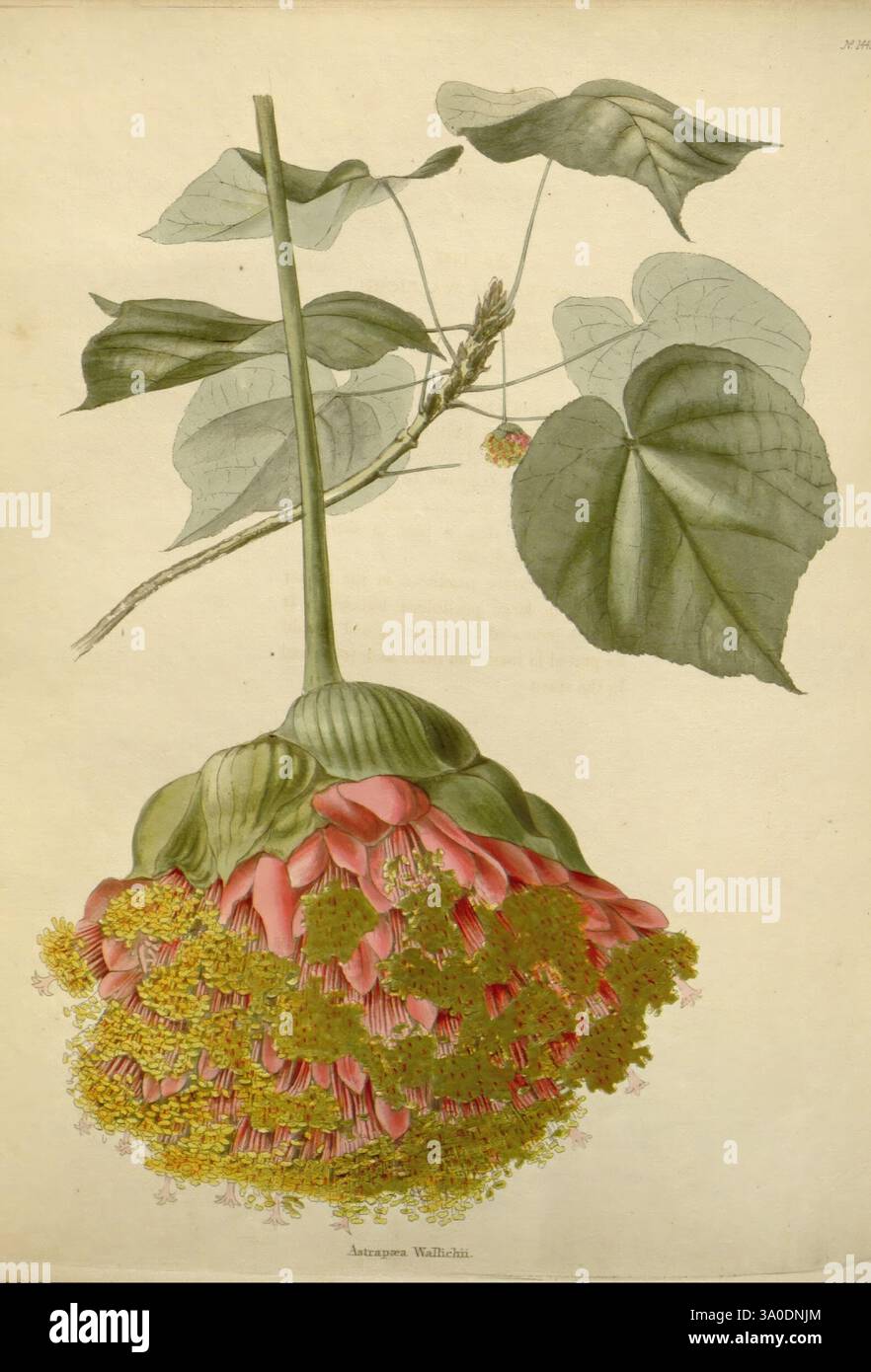 The Botanical Cabinet London, John & Arthur Arch, 1817-1833, The scene ...
