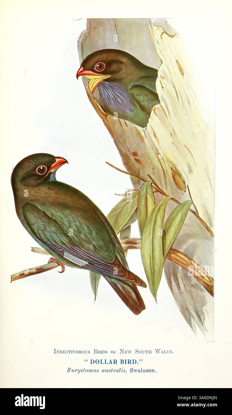 Some, useful, Australian, birds, Sydney, W.A, Gullick, Govt, Printer ...