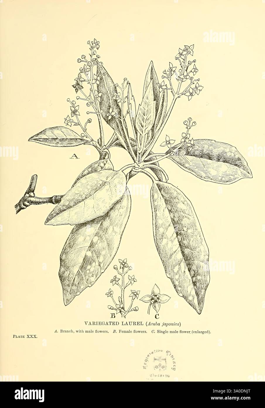 Trees and shrubs of the British Isles, London, Dent, 1909, botany ...