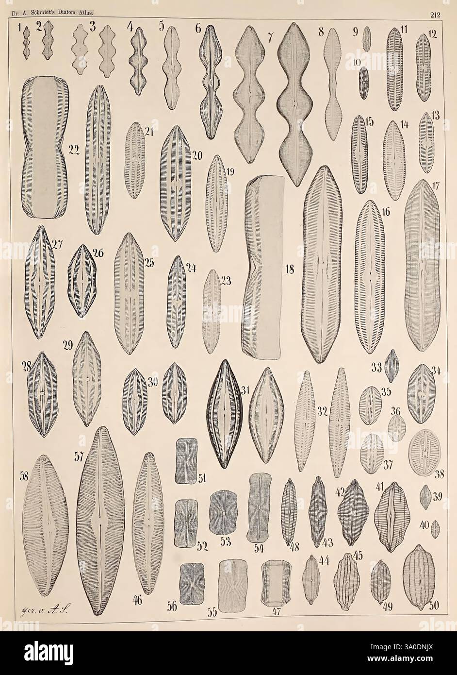 Oval diatom shapes hi-res stock photography and images - Alamy