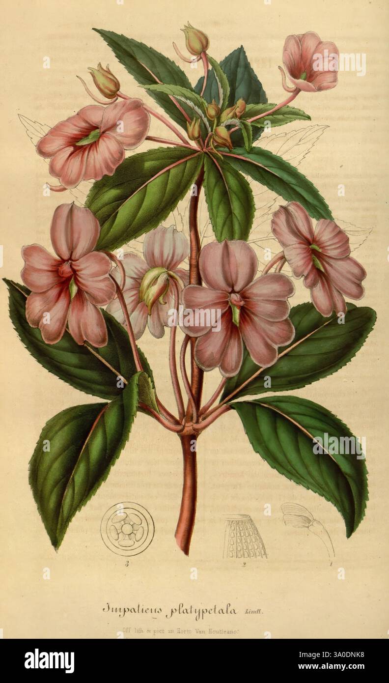 Impatiens platycapulets plant hi-res stock photography and images - Alamy