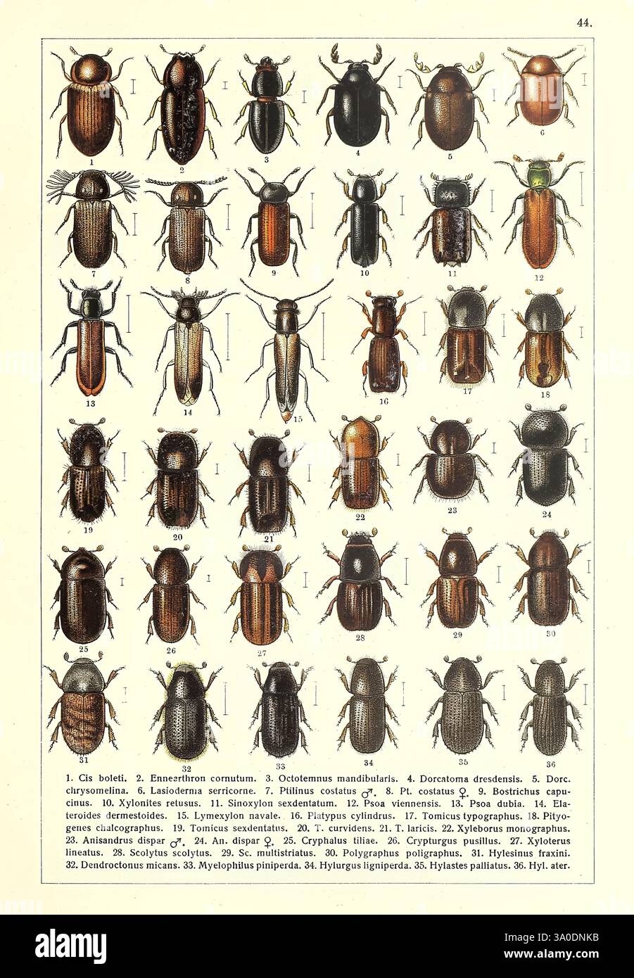 Zhuki Rossii i zapadnoĭ Evropy S.-Peterburg Devrien 1905-1915 Beetles ...