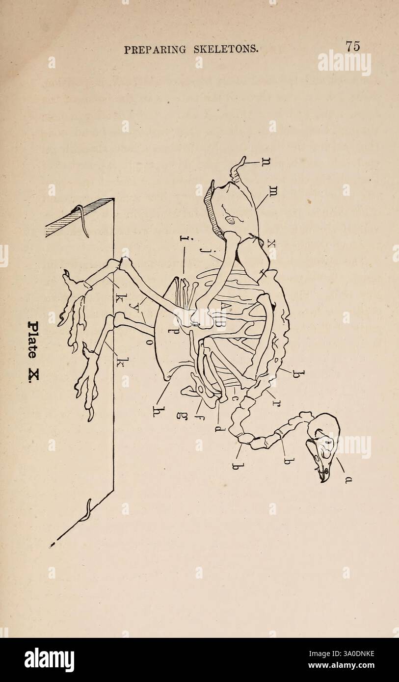 Precise labeling of key skeletal components hi-res stock photography ...