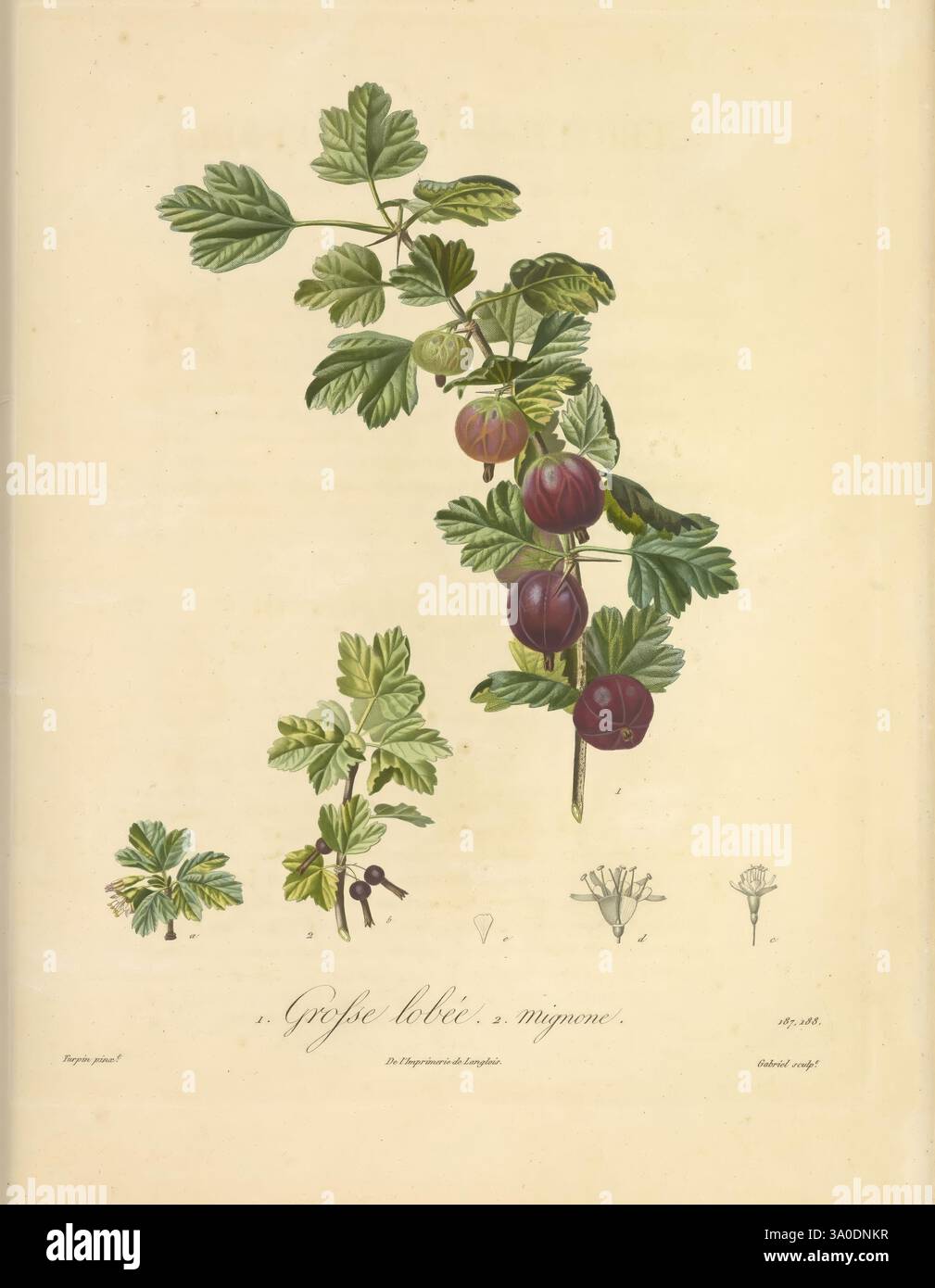 Pomologie française, Paris, Langlois et Leclercq, 1846. Arbres ...