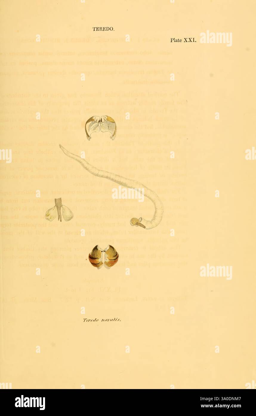 Distinctive shape characteristic of marine bivalves hi-res stock ...