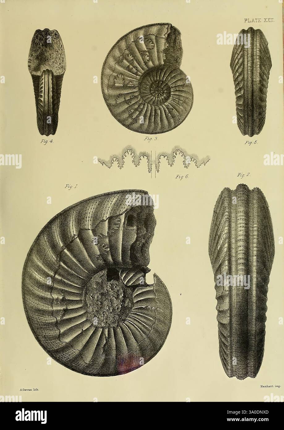 Various detailed depictions of ammonite fossils hi-res stock ...