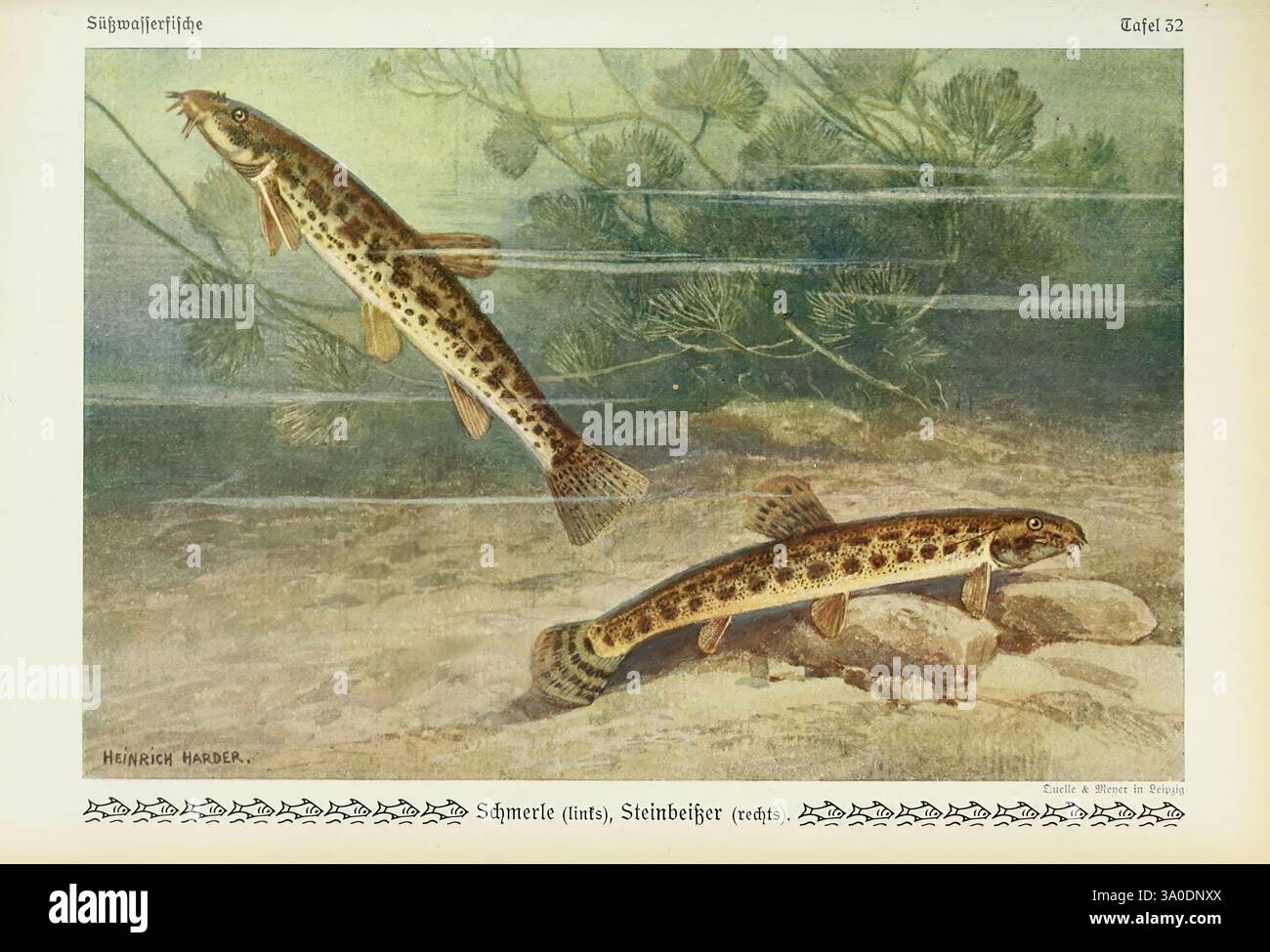 Unsere SuÌ, 6Ã8wasserfische Leipzig, Quelle & Meyer, 1913, 59743 ...