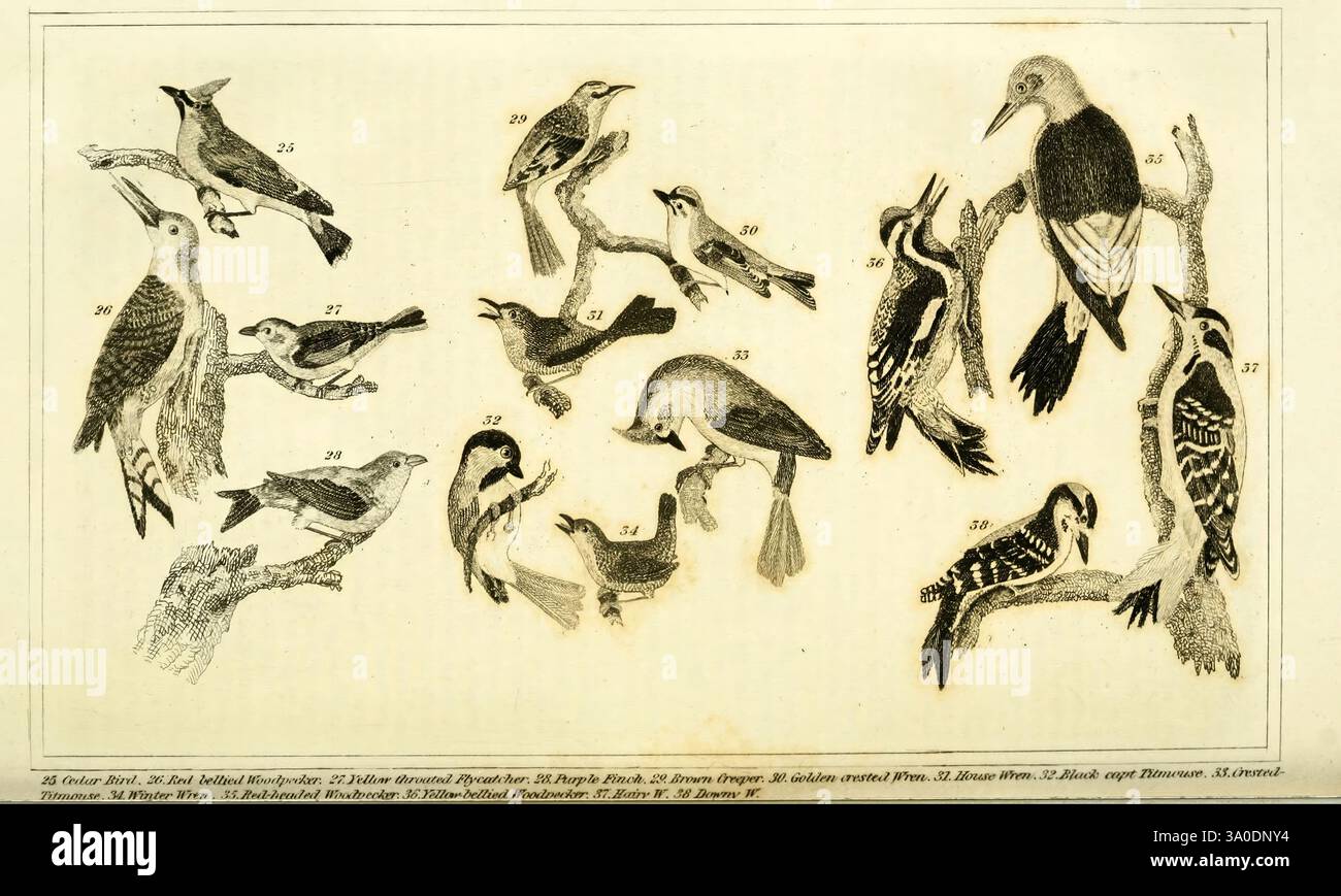 Wilson's American Ornithology Boston, Otis, Broaders, and Co, 1840 ...