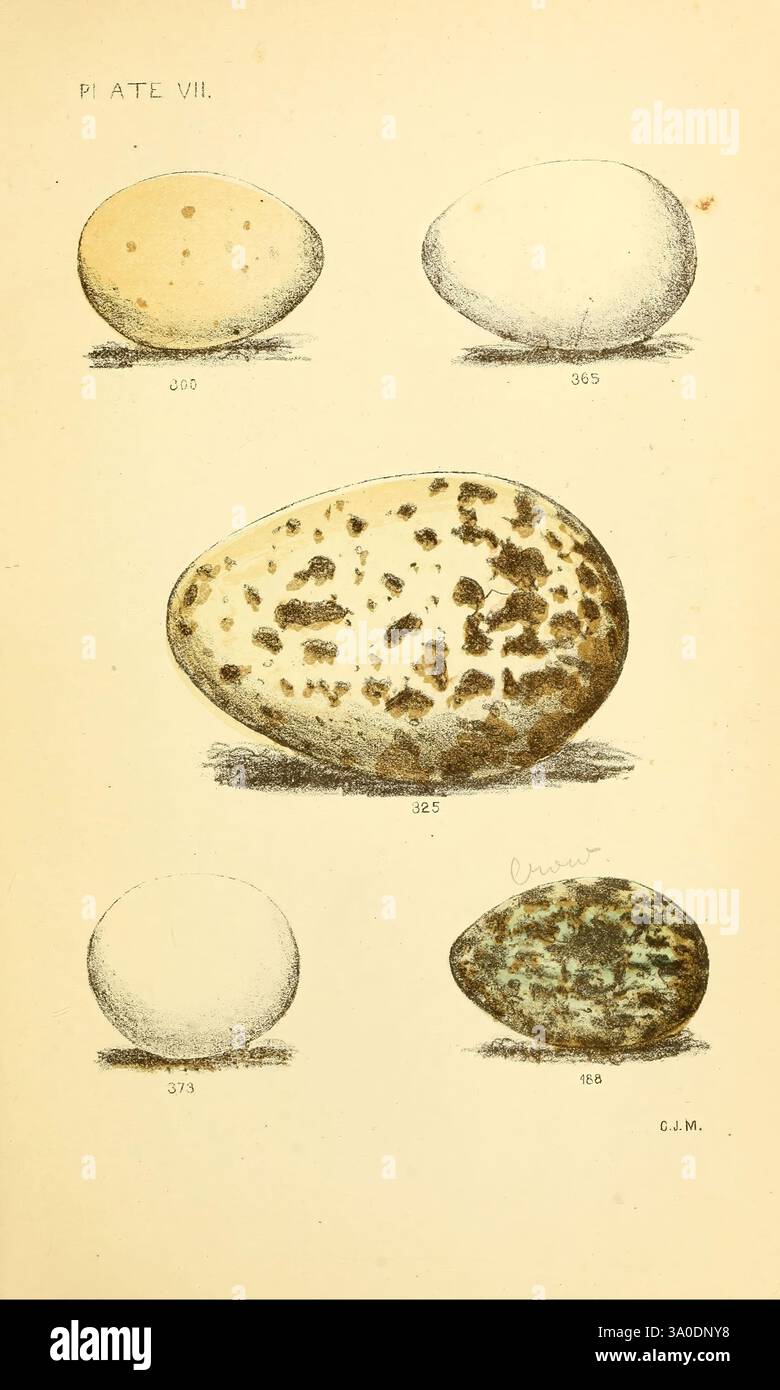 Eggs of North American birds Boston De Wolfe Fiske & co. 1890 birds ...