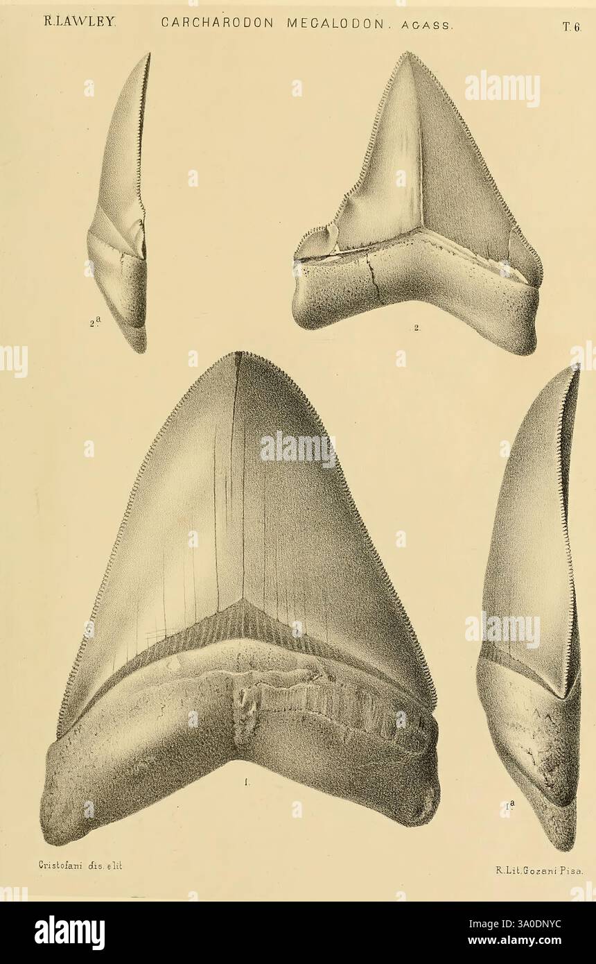 Studies, comparative, on, fossil, fishes, and, living, of, the, genera ...