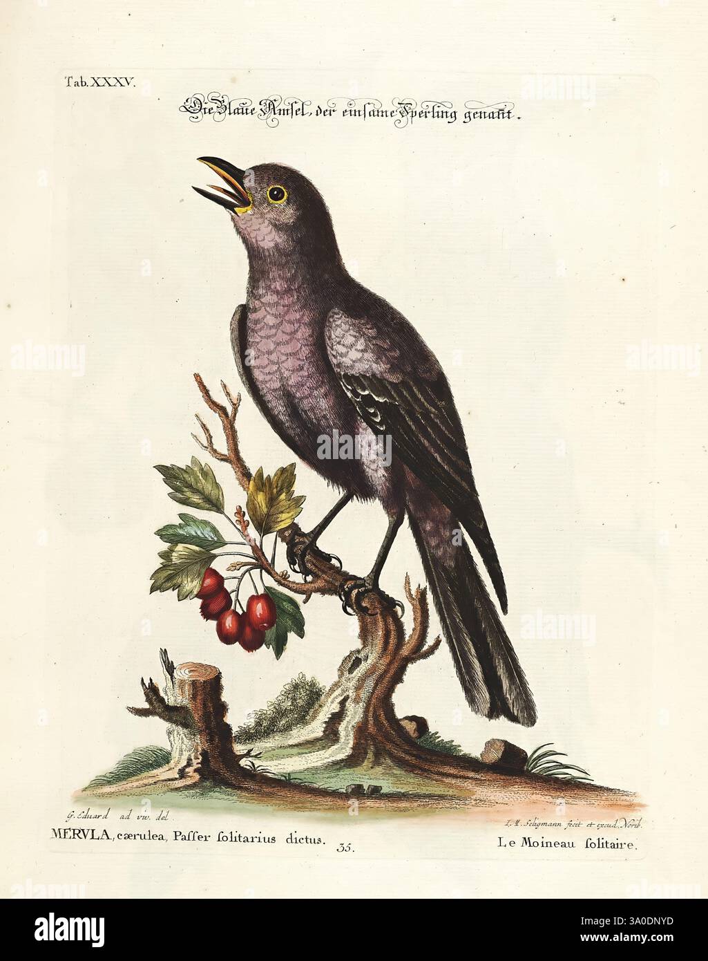 Le moineau lottiaire hi-res stock photography and images - Alamy