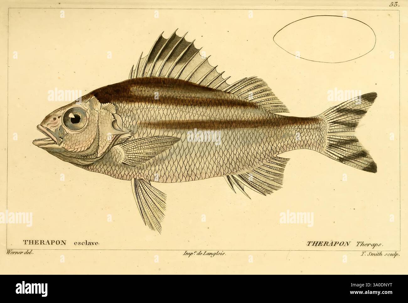 Histoire naturelle des poissons, Paris, Chez F. G. Levrault, 1828-1849 ...