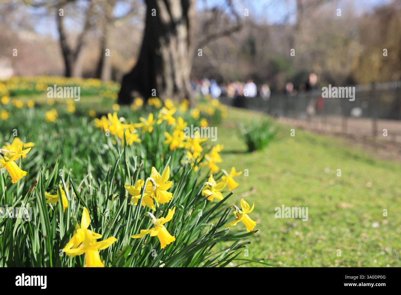 Daffodils in early spring sunshine in St James park, London, UK Stock ...