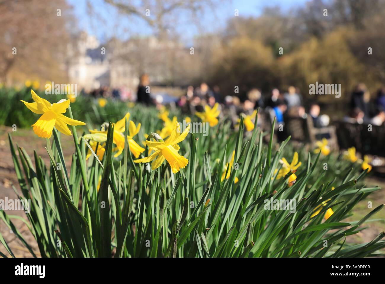 Daffodils in early spring sunshine in St James park, London, UK Stock ...