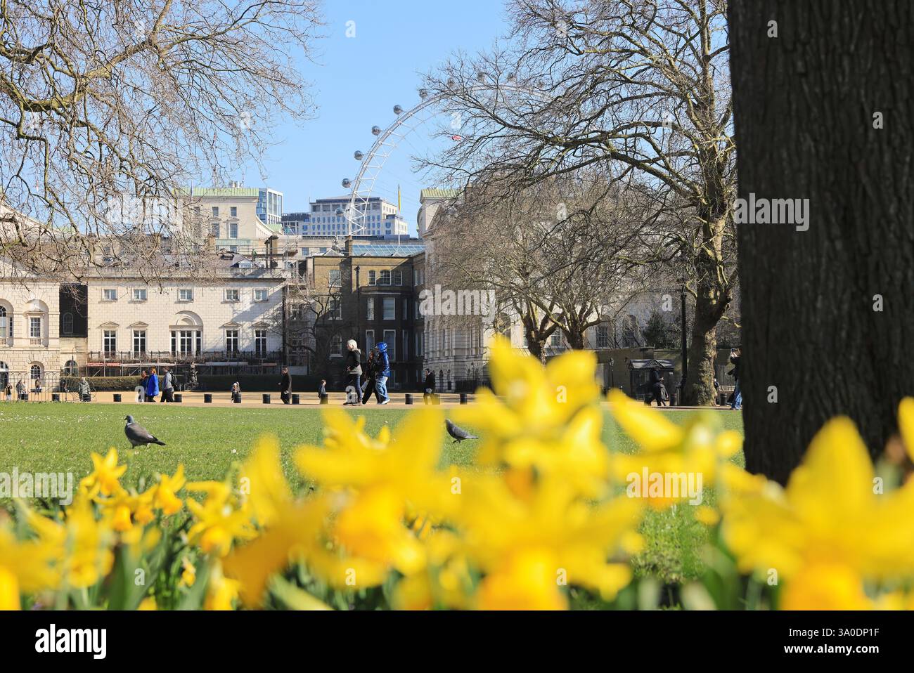 Daffodils in early spring sunshine in St James park, London, UK Stock ...